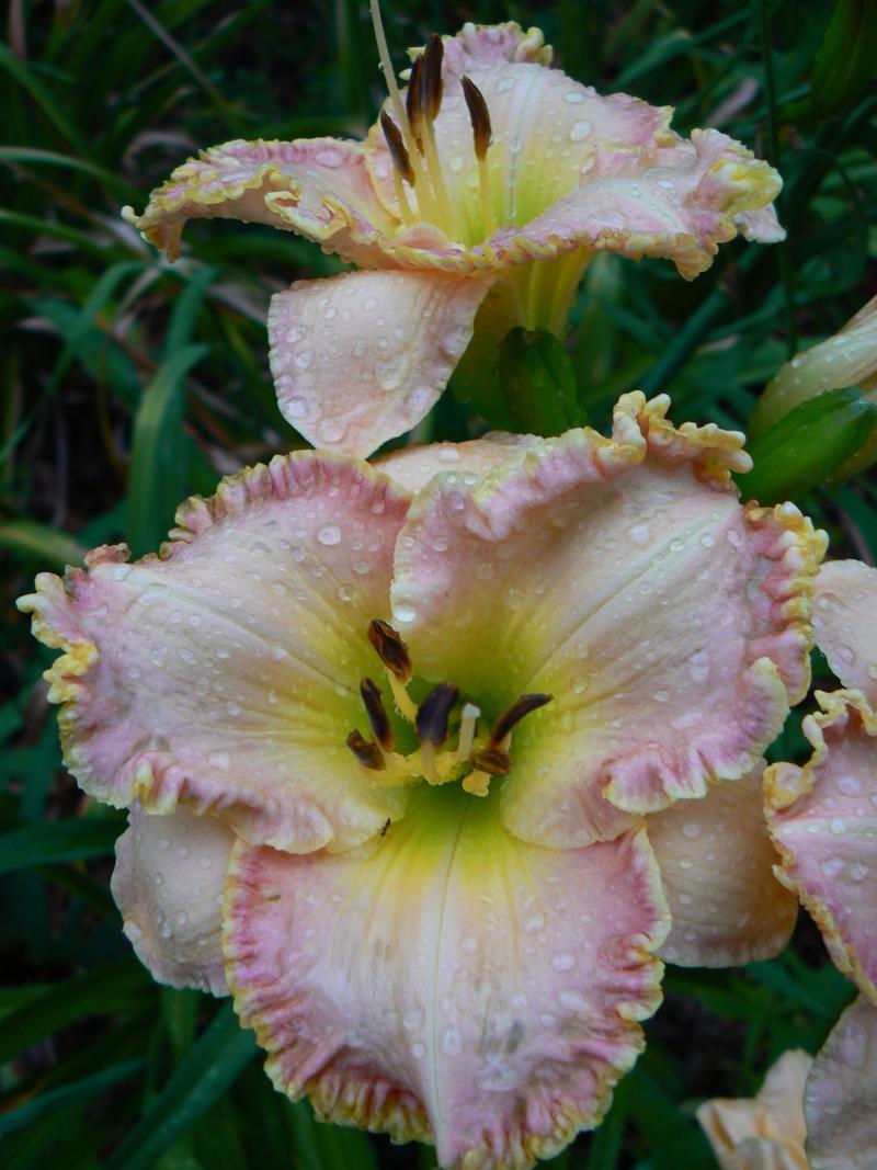 Photo of the bloom of Daylily (Hemerocallis 'Alicia Rose Kissed ...