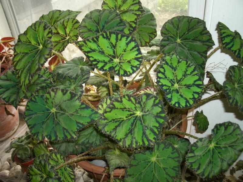 Photo of the leaves of Eyelash Begonia (Begonia bowerae) posted by ...