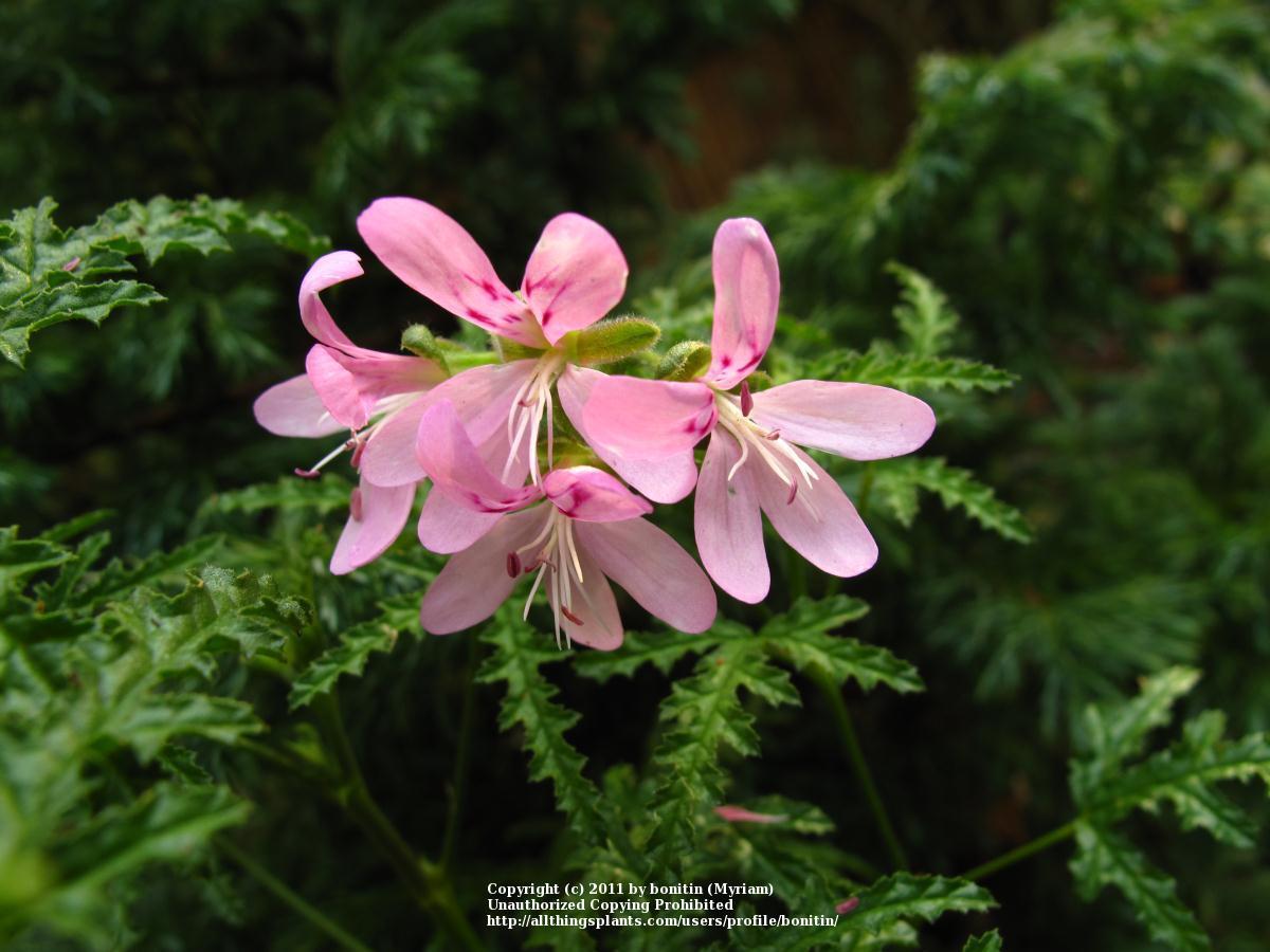 Pelargoniums: Plant Care and Collection of Varieties - Garden.org