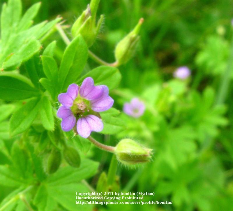 Small Geranium (Geranium pusillum) in the Geraniums Database - Garden.org