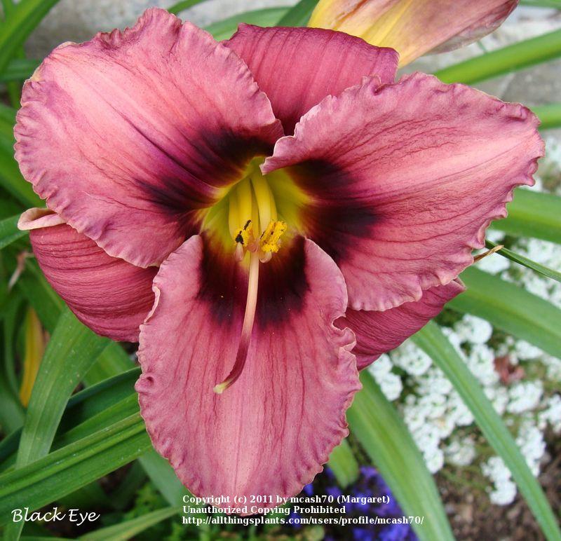 Daylily (Hemerocallis 'Black Eye') in the Daylilies Database - Garden.org