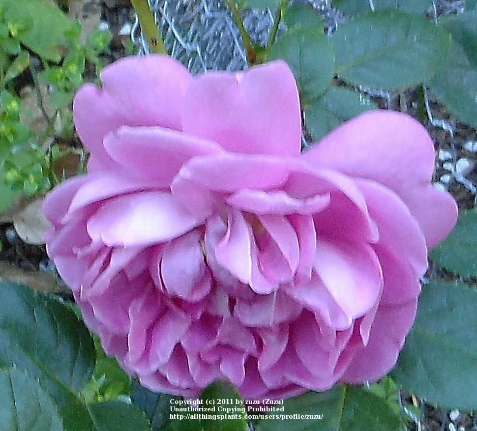 Rose (Rosa 'Blue Boy 2001') in the Roses Database - Garden.org