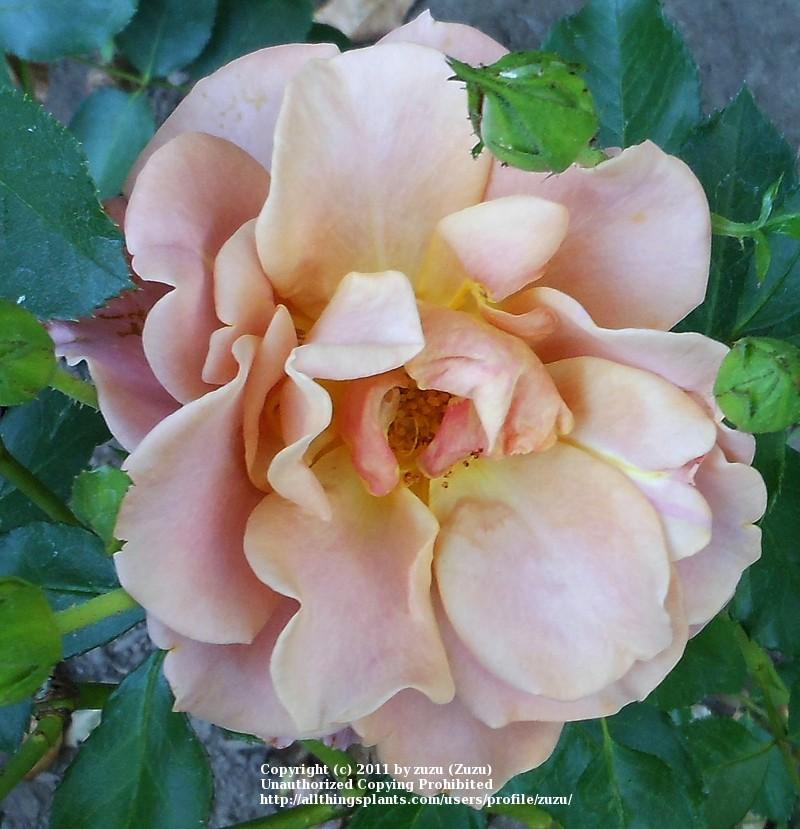 Photo of the bloom of Rose (Rosa 'Pumpkin Patch') posted by zuzu ...