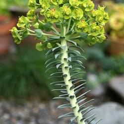 Silver Spurge (Euphorbia rigida) in the Euphorbias Database - Garden.org