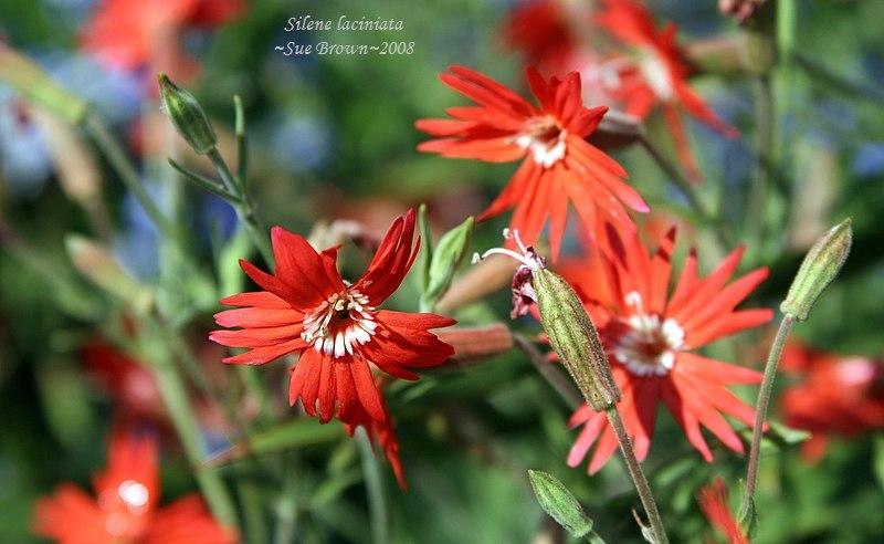 Photo of the bloom of Cardinal Catchfly (Silene laciniata) posted by ...