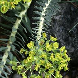 Silver Spurge (Euphorbia rigida) in the Euphorbias Database - Garden.org
