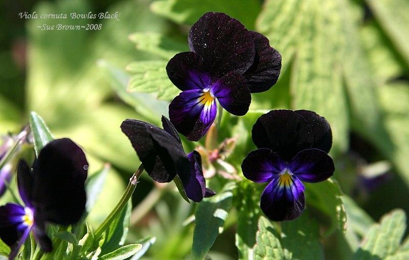 Photo of the bloom of Horned Violet (Viola cornuta 'Bowles Black ...