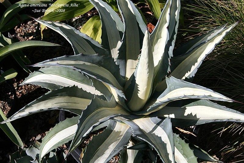 Photo of the entire plant of White-striped American Agave (Agave ...
