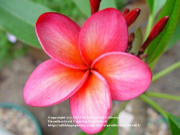 Plumeria (Plumeria rubra 'Donald Angus') in the Plumerias Database ...