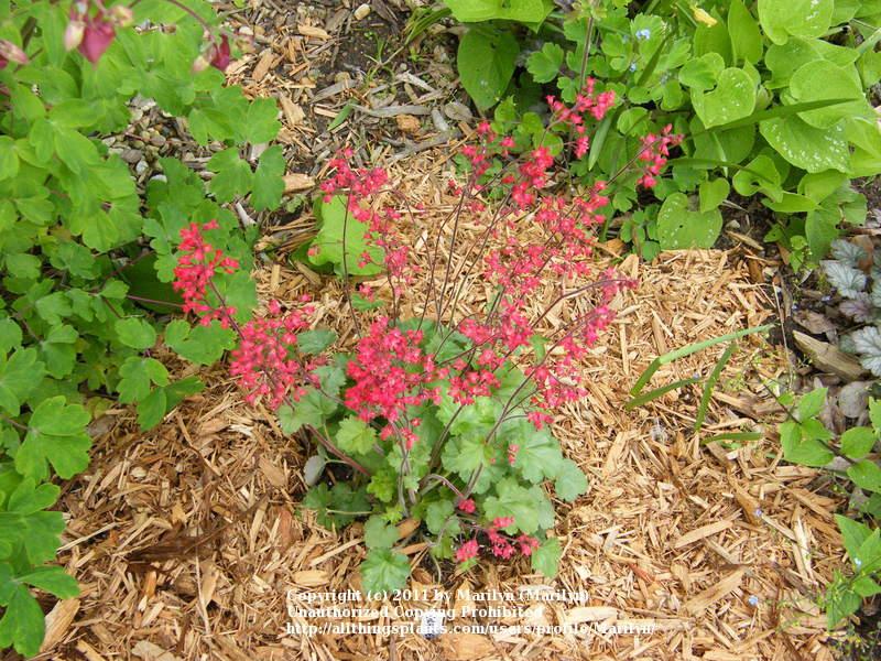 Photo of the entire plant of Coral Bells (Heuchera sanguinea 'Ruby ...