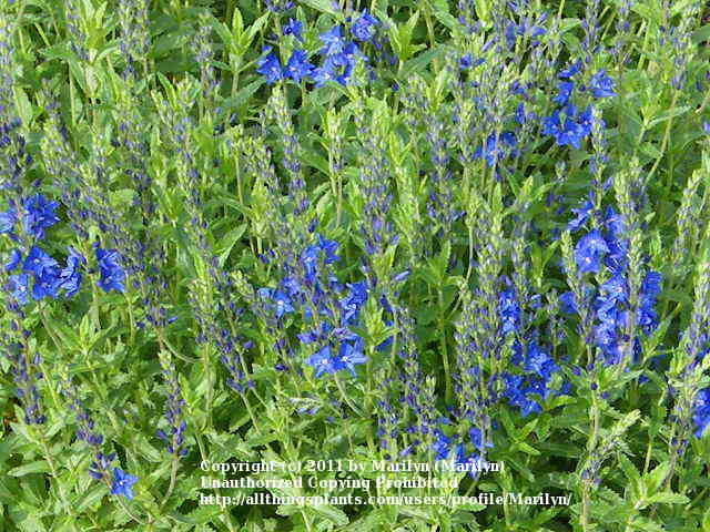 Photo of the closeup of buds, sepals and receptacles of Large Speedwell ...