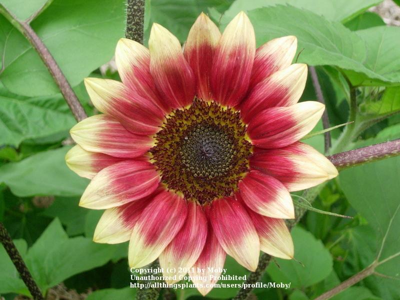 Sunflower (Helianthus annuus 'Strawberry Blonde') in the Sunflowers Database - Garden.org