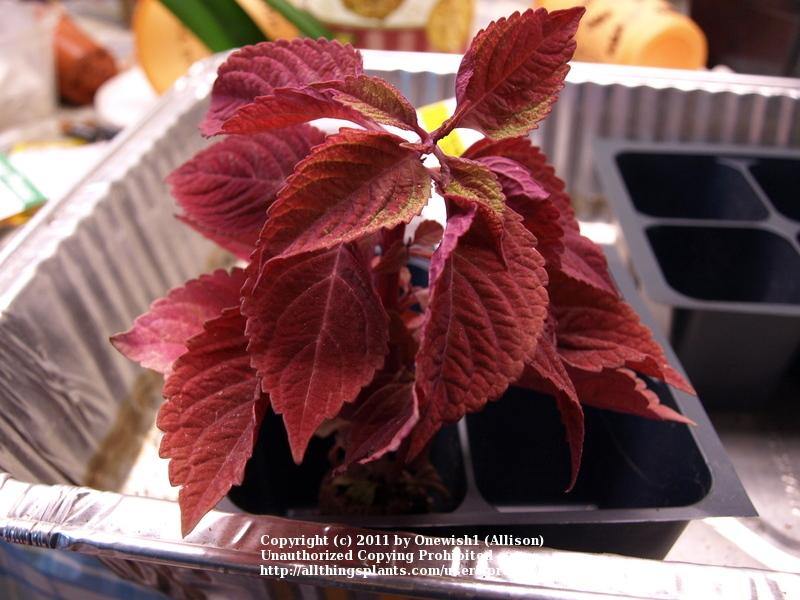 Coleus (Coleus scutellarioides 'Beau Jangles') in the Coleus Database ...