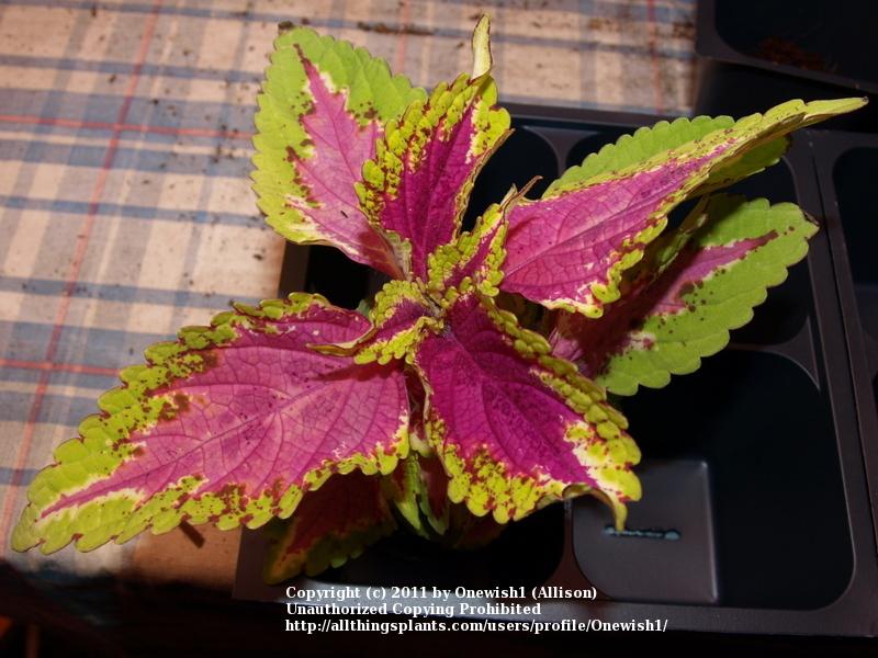 Coleus (Coleus scutellarioides 'Neon Rose') in the Coleus Database ...