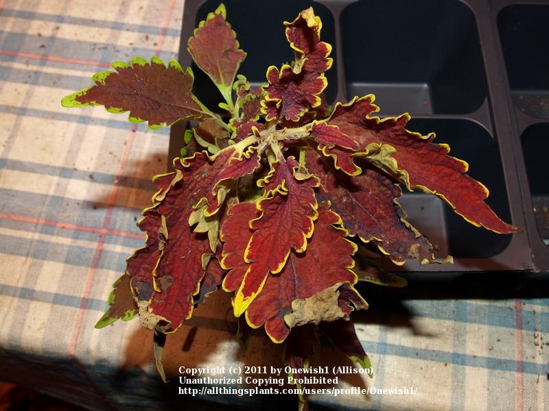 Coleus (Coleus scutellarioides 'Bon Fire') in the Coleus Database ...