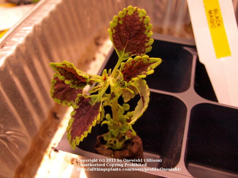 Photo of the entire plant of Coleus (Coleus scutellarioides 'Black ...