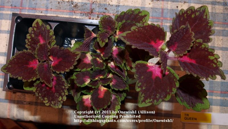 Coleus (Coleus scutellarioides 'Trailing Queen') in the Coleus Database ...