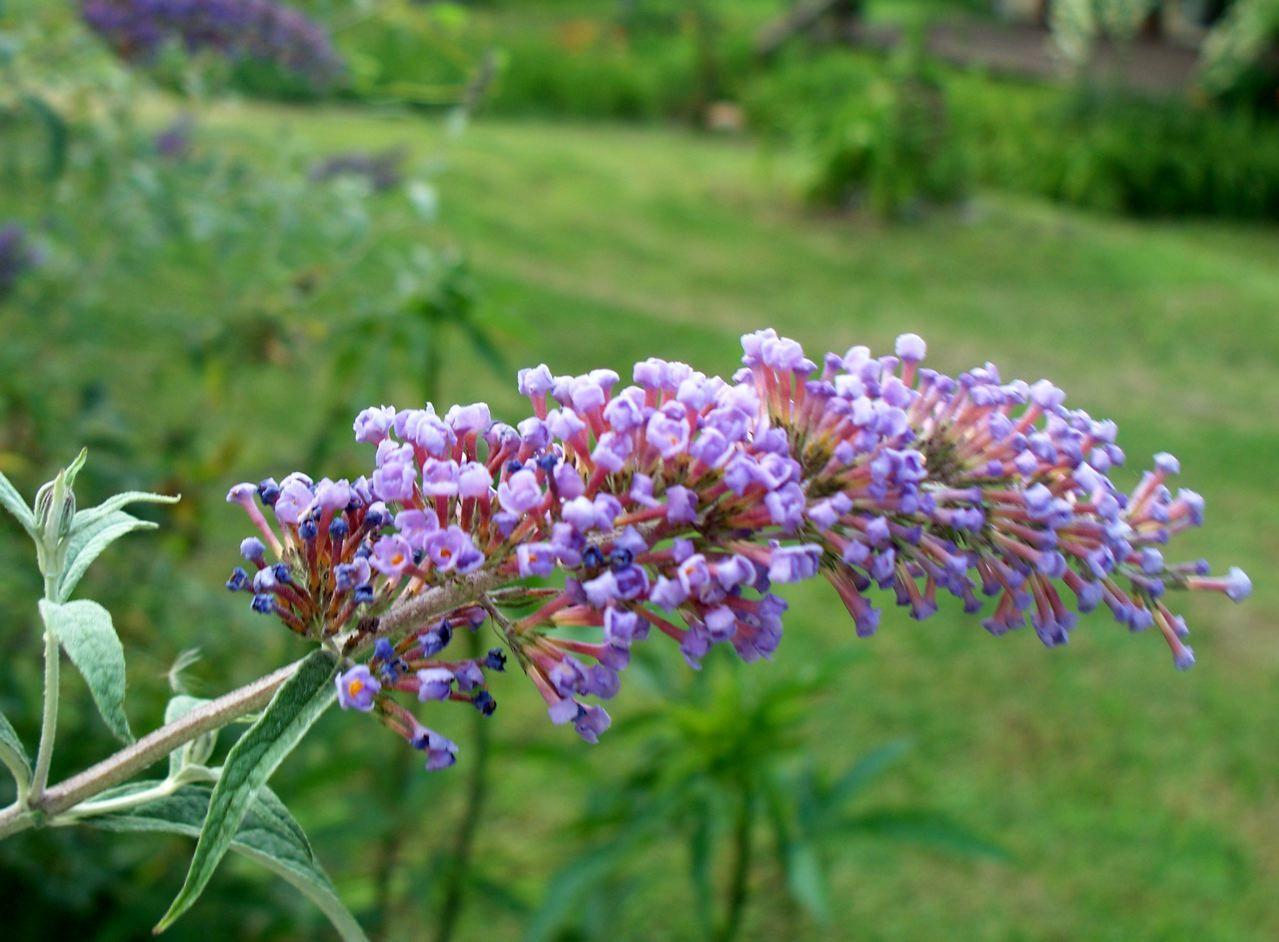 Butterfly Bushes: Plant Care and Collection of Varieties - Garden.org