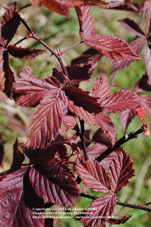 Photo of the leaves of Black Raspberry (Rubus occidentalis) posted by ...