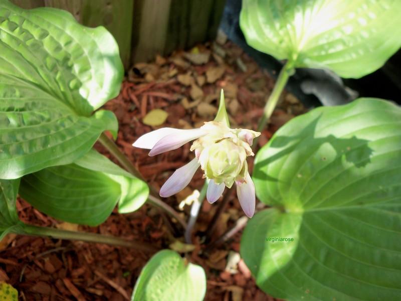 Hosta 'Dragon's Eye' in the Hostas Database - Garden.org