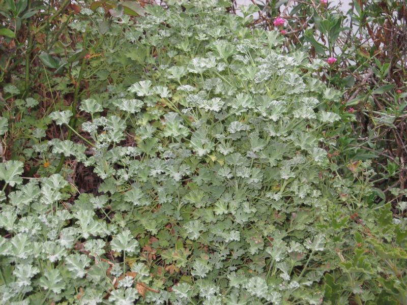 Photo of the entire plant of Nutmeg Geranium (Pelargonium fragrans ...