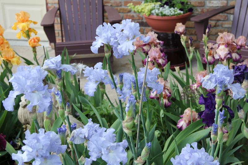 Photo of the bloom of Tall Bearded Iris (Iris 'Absolute Treasure ...