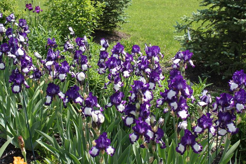 Photo of the bloom of Tall Bearded Iris (Iris 'Stepping Out') posted by ...
