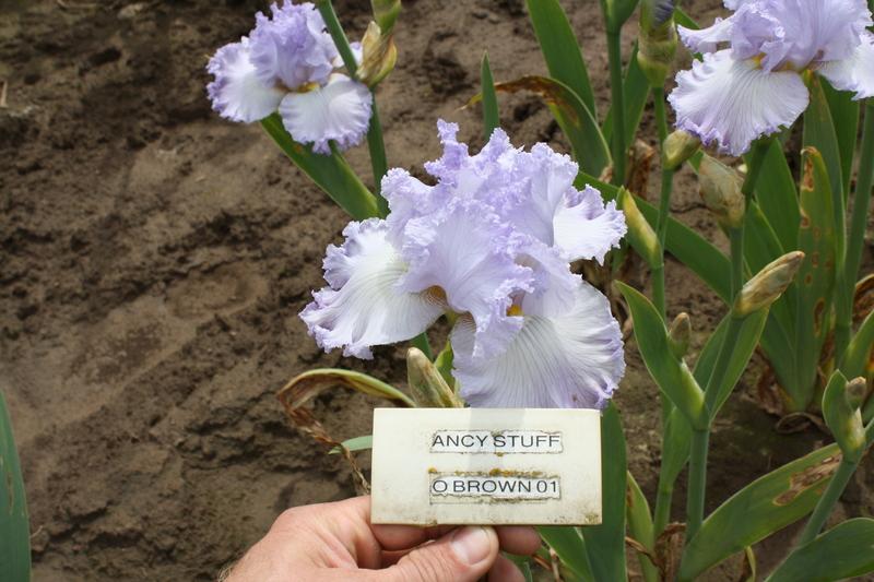 Photo of the bloom of Tall Bearded Iris (Iris 'Fancy Stuff') posted by ...