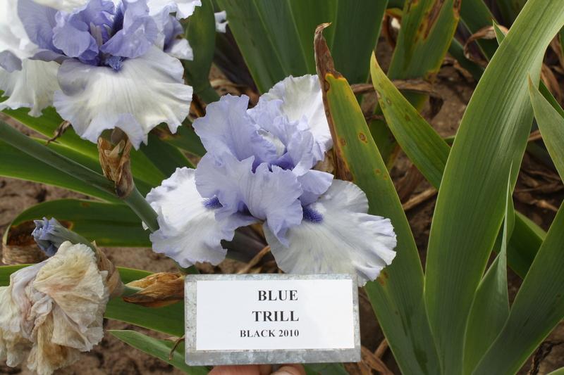 Photo of the bloom of Tall Bearded Iris (Iris 'Blue Trill') posted by ...