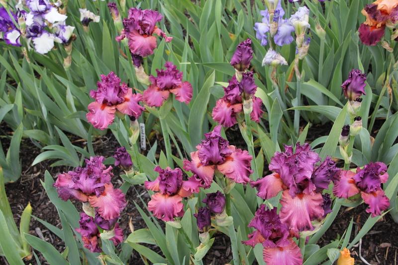 Photo of the bloom of Tall Bearded Iris (Iris 'Fashionably Late ...
