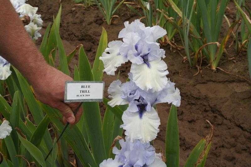 Photo of the bloom of Tall Bearded Iris (Iris 'Blue Trill') posted by ...