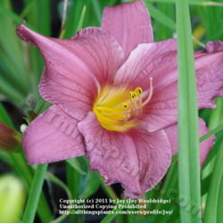 Daylily (Hemerocallis 'Summer Wine') in the Daylilies Database - Garden.org