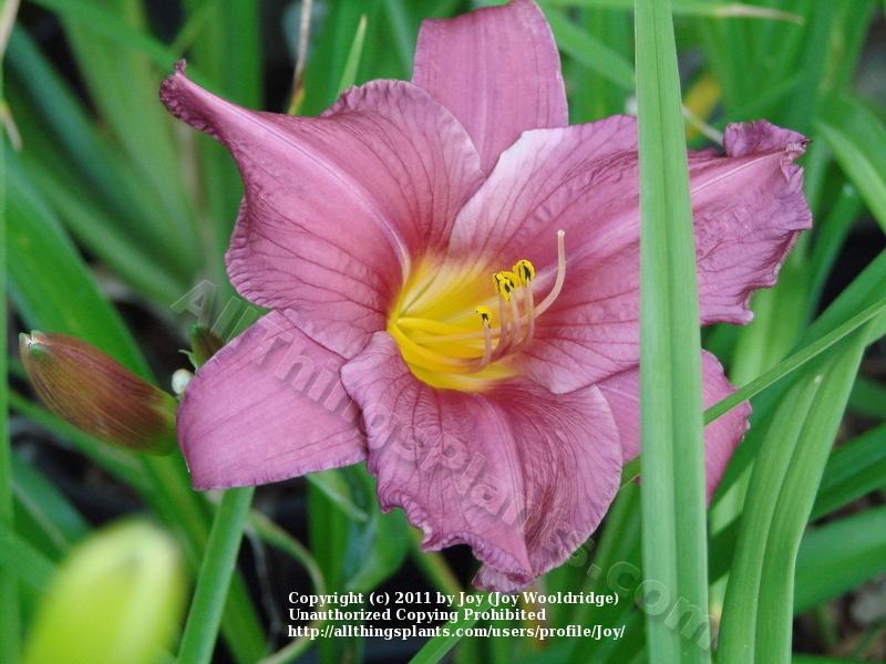 Photo of the bloom of Daylily (Hemerocallis 'Summer Wine') posted by ...