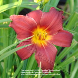 Daylily (Hemerocallis 'Valentine Hearts') in the Daylilies Database ...