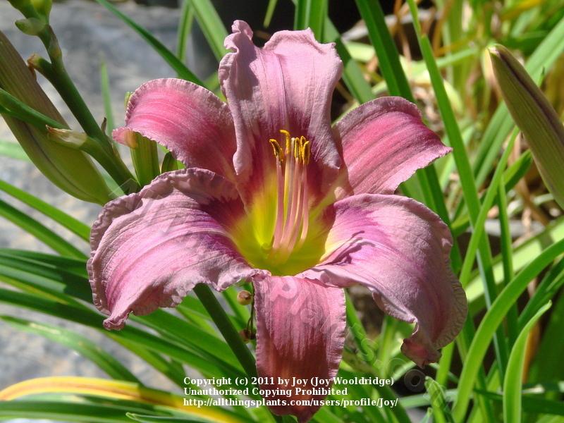 Photo of the bloom of Daylily (Hemerocallis 'Blueberry Breakfast ...