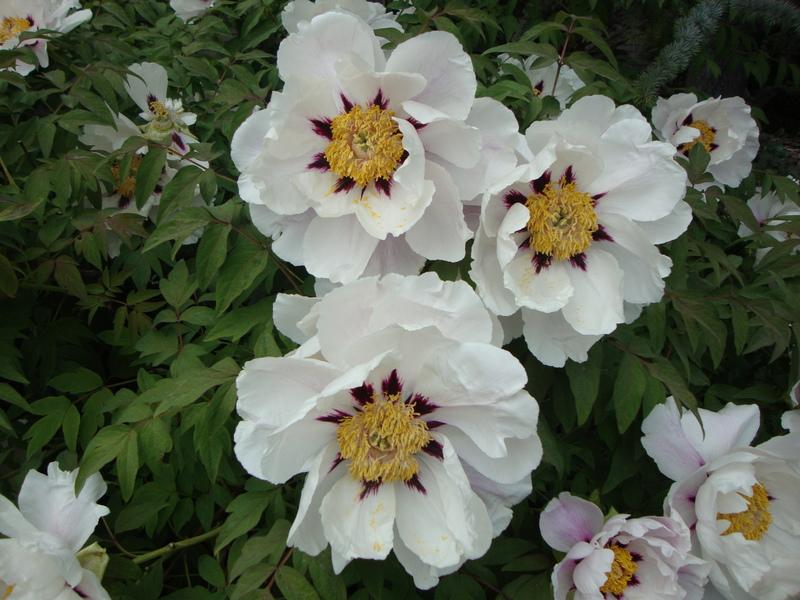 Photo of the bloom of Rockii Hybrid Tree Peony (Paeonia 'Rock's Variety ...