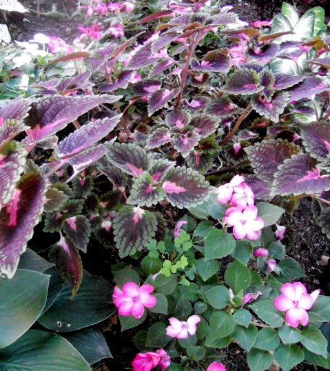 Photo of the leaves of Coleus (Coleus scutellarioides 'Red Trailing ...
