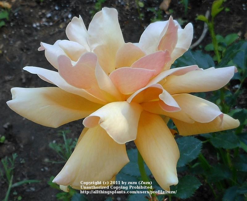 Rose (Rosa 'Feu Joseph Looymans') in the Roses Database - Garden.org