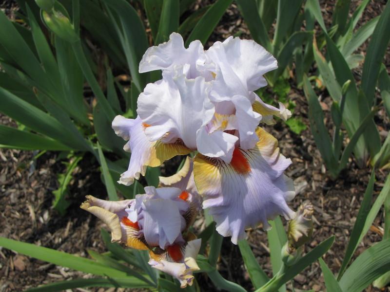 Photo of the bloom of Tall Bearded Iris (Iris 'Scented Wonder') posted ...