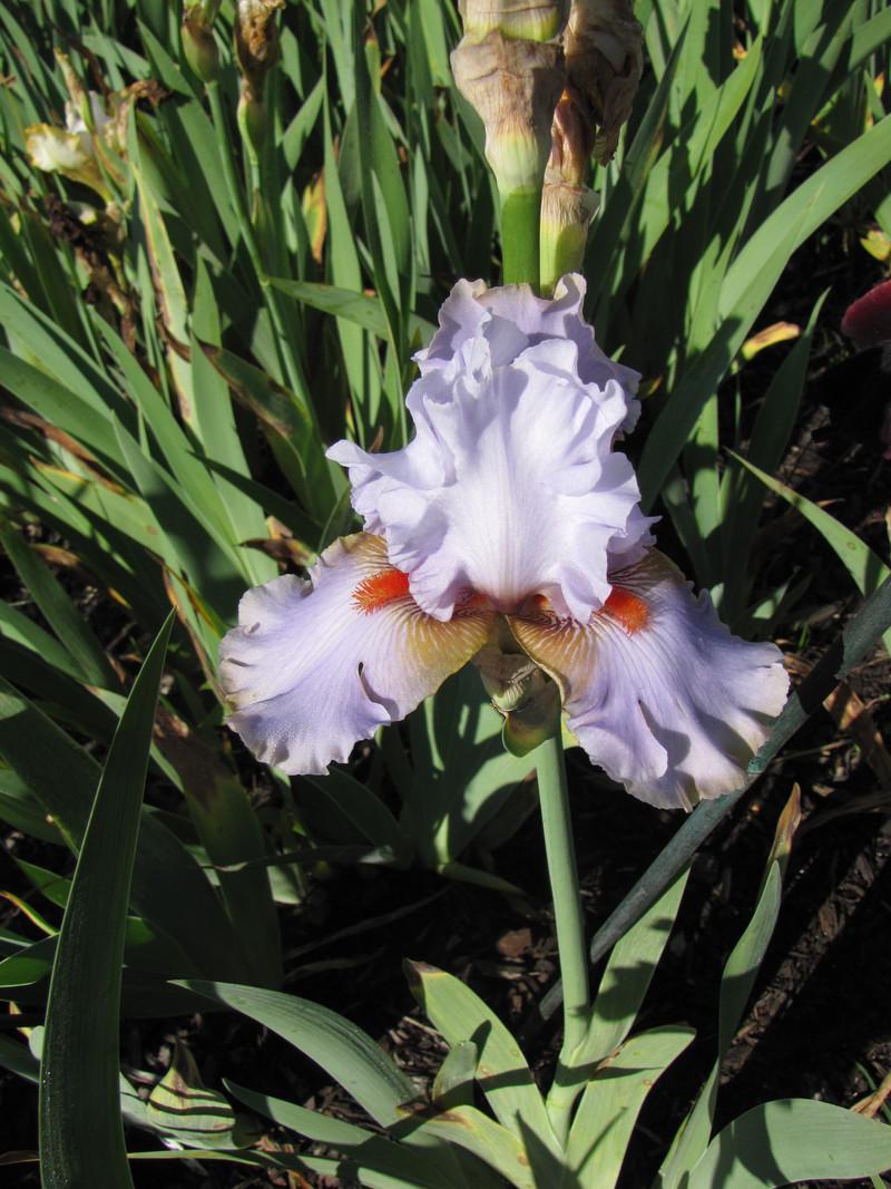 Photo of the bloom of Tall Bearded Iris (Iris 'Scented Wonder') posted ...