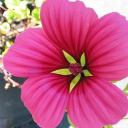 Photo of the entire plant of Malope (Malope trifida 'Vulcan') posted by ...