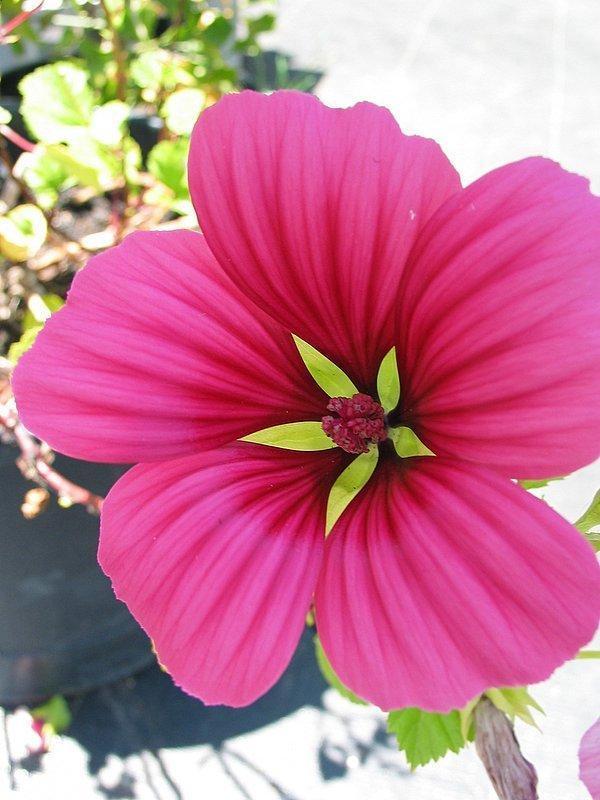 Photo of the bloom of Malope (Malope trifida 'Vulcan') posted by Calif ...