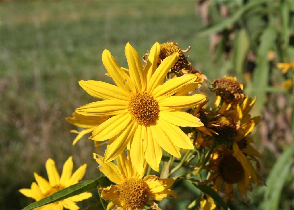 Photo of the bloom of Sawtooth Sunflower (Helianthus grosseserratus ...