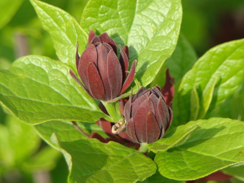 Photo of the bloom of Sweet Betsy (Calycanthus floridus 'Michael ...