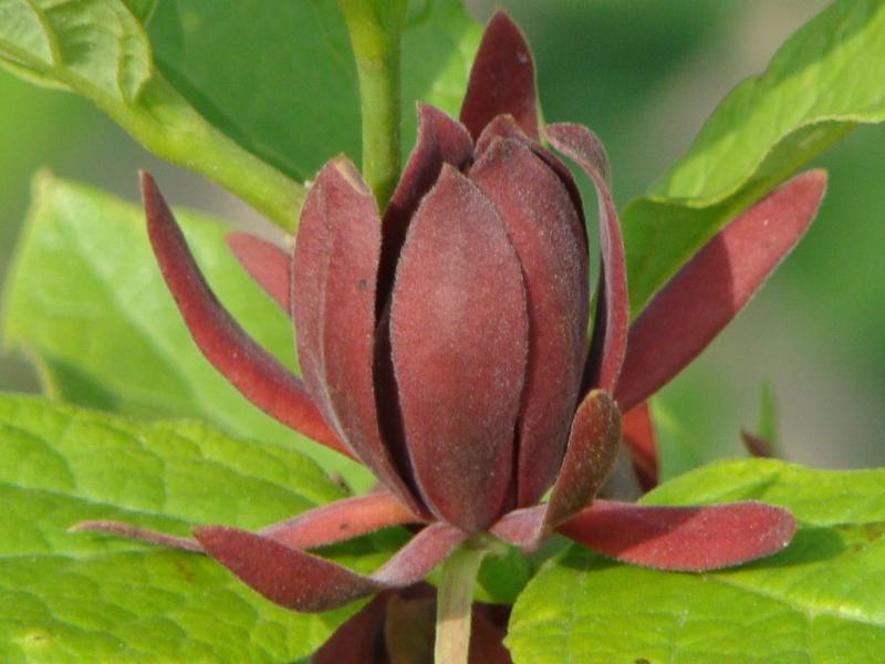 Photo of the bloom of Sweet Betsy (Calycanthus floridus 'Michael ...