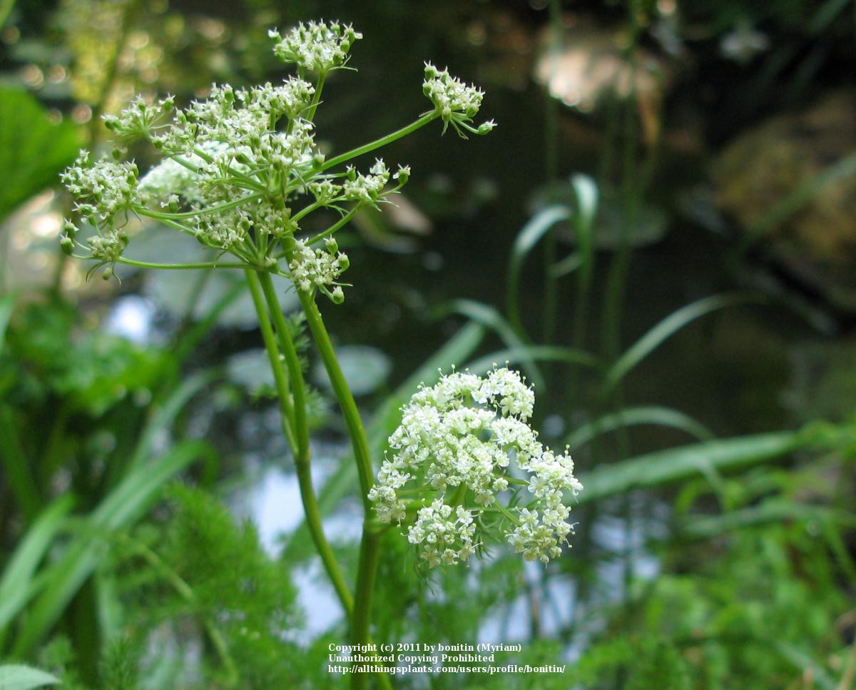 Photo of the bloom of Spignel (Meum athamanticum) posted by bonitin ...