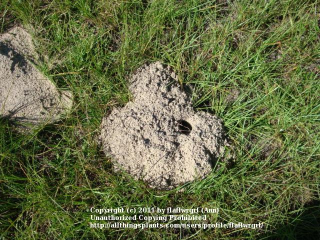 Gopher mounds in the Plant ID forum - Garden.org