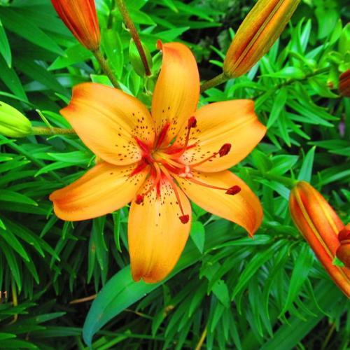 Lily (Lilium 'Ember') in the Lilies Database - Garden.org