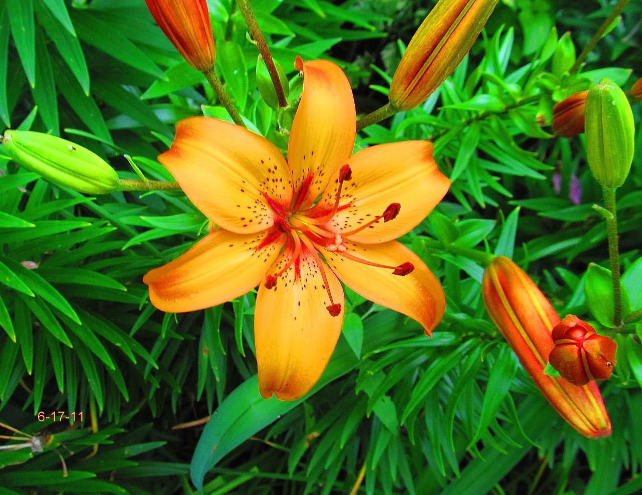 Lily (Lilium 'Ember') in the Lilies Database - Garden.org