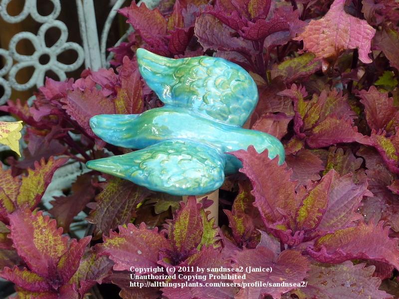 Photo of the entire plant of Coleus (Coleus scutellarioides 'Red ...